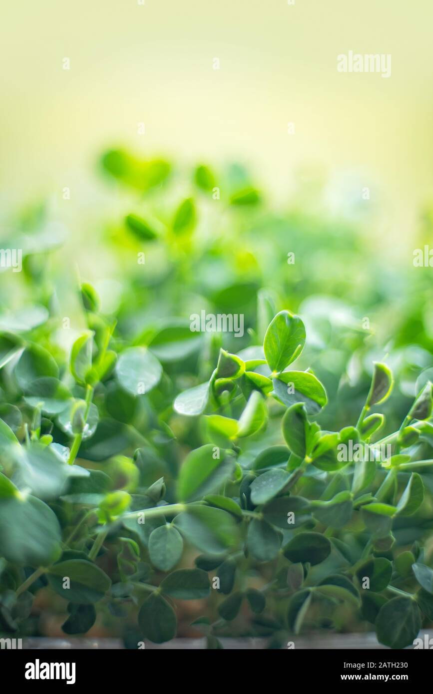Linen growing mat hi-res stock photography and images - Alamy