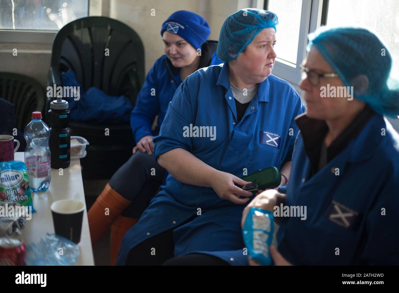 Filleting cod fish in the Sustainable Seafoods Peterhead Ltd. fish ...