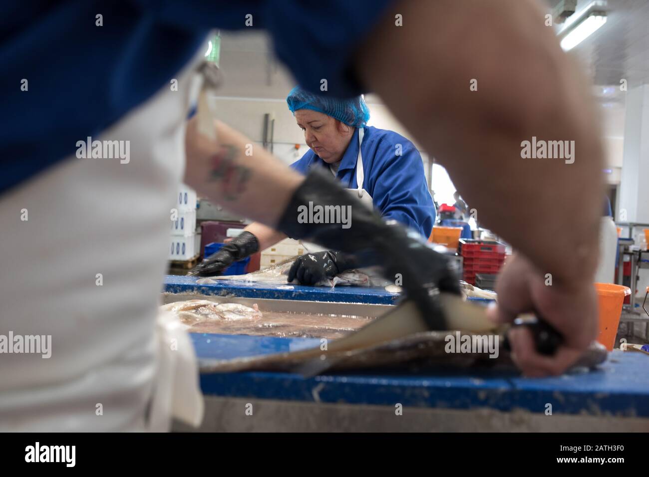 Filleting cod fish in the Sustainable Seafoods Peterhead Ltd. fish ...