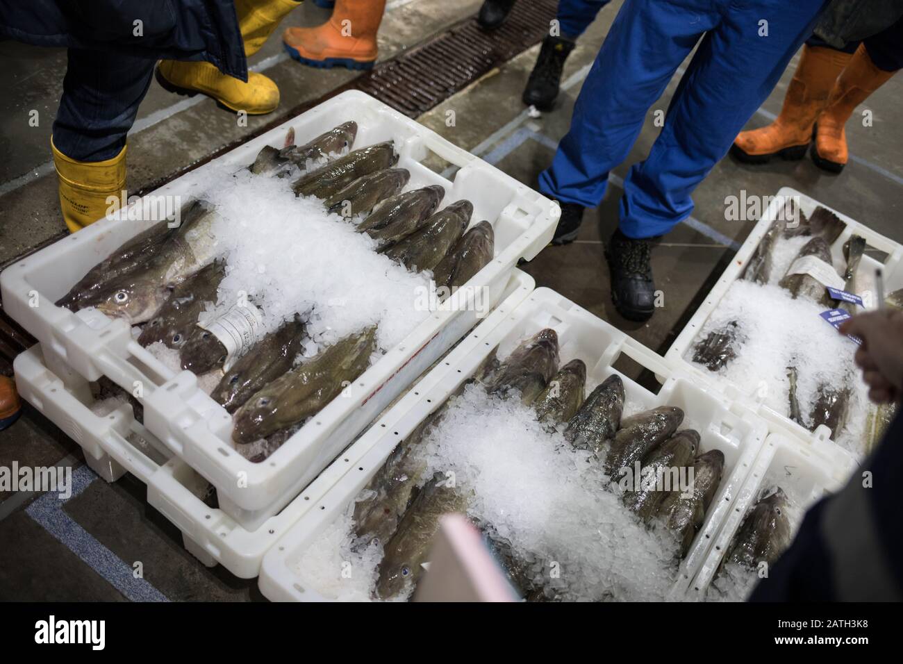 Peterhead fish market hi-res stock photography and images - Alamy