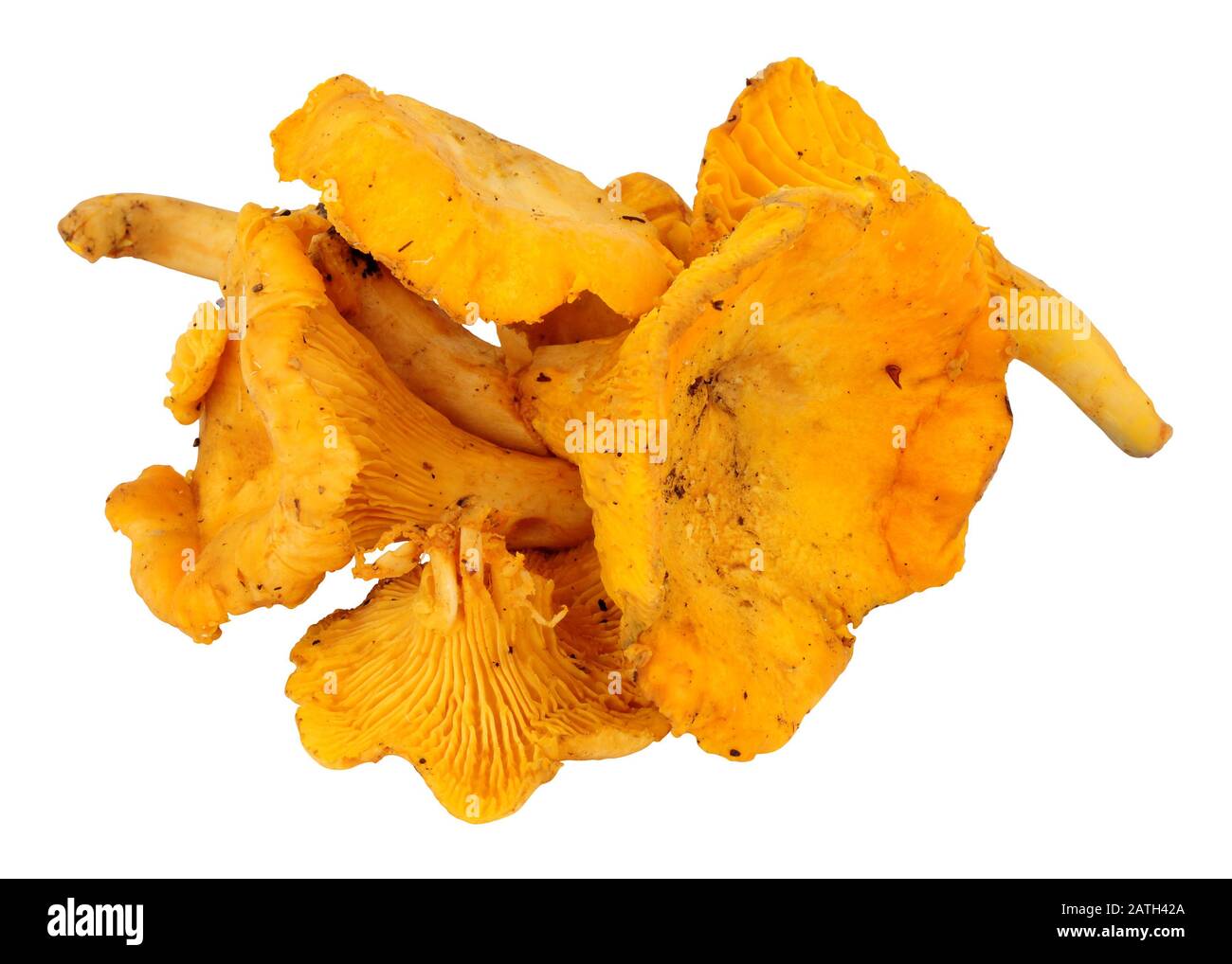 Group of fresh edible wild girolles mushrooms isolated on a white ...