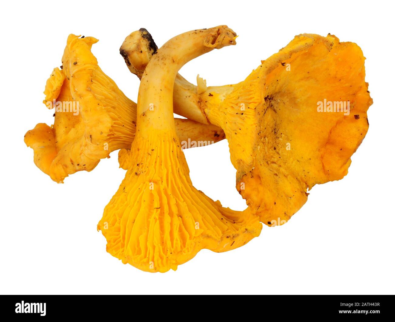 Group of fresh edible wild girolles mushrooms isolated on a white ...