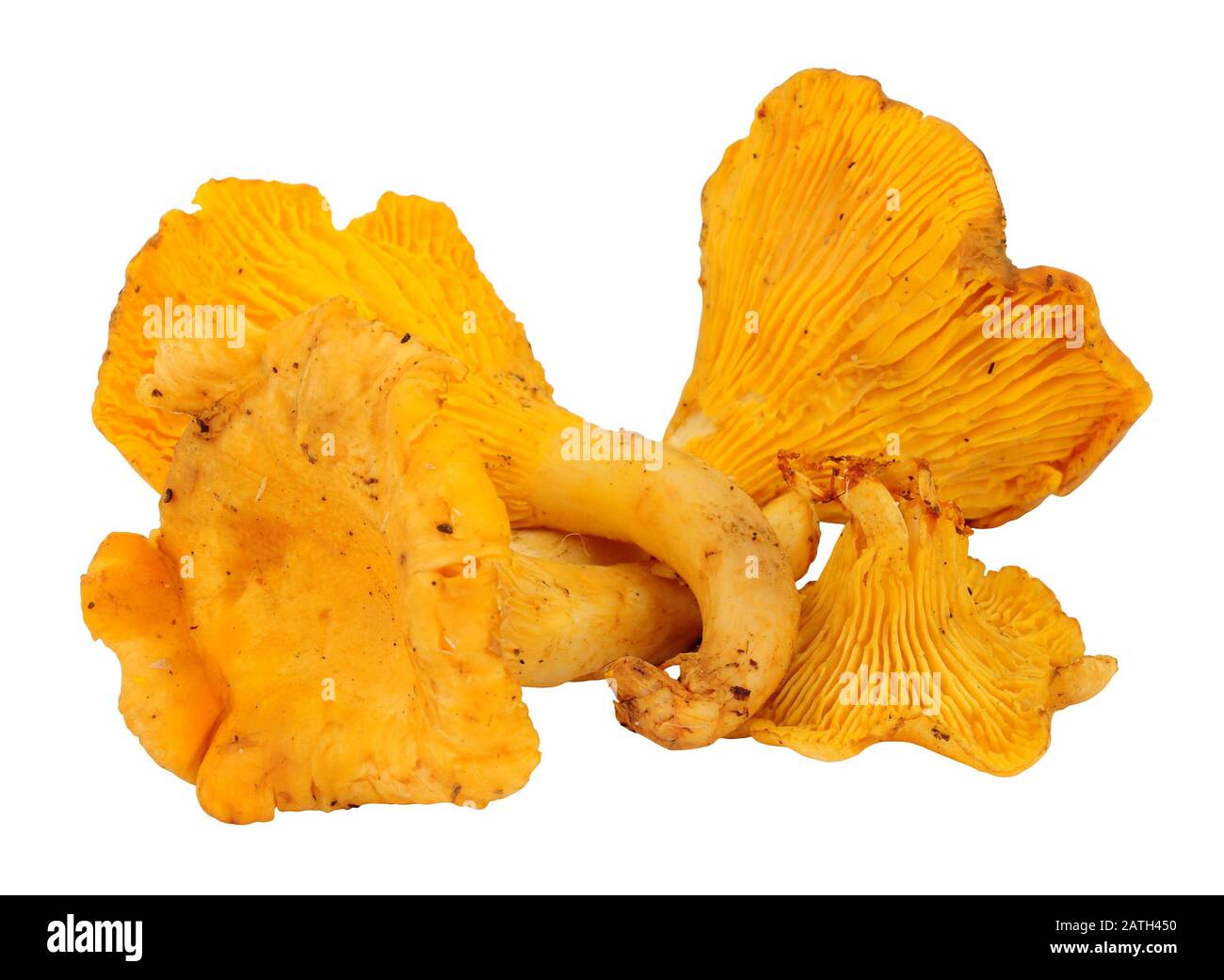 Group of fresh edible wild girolles mushrooms isolated on a white ...