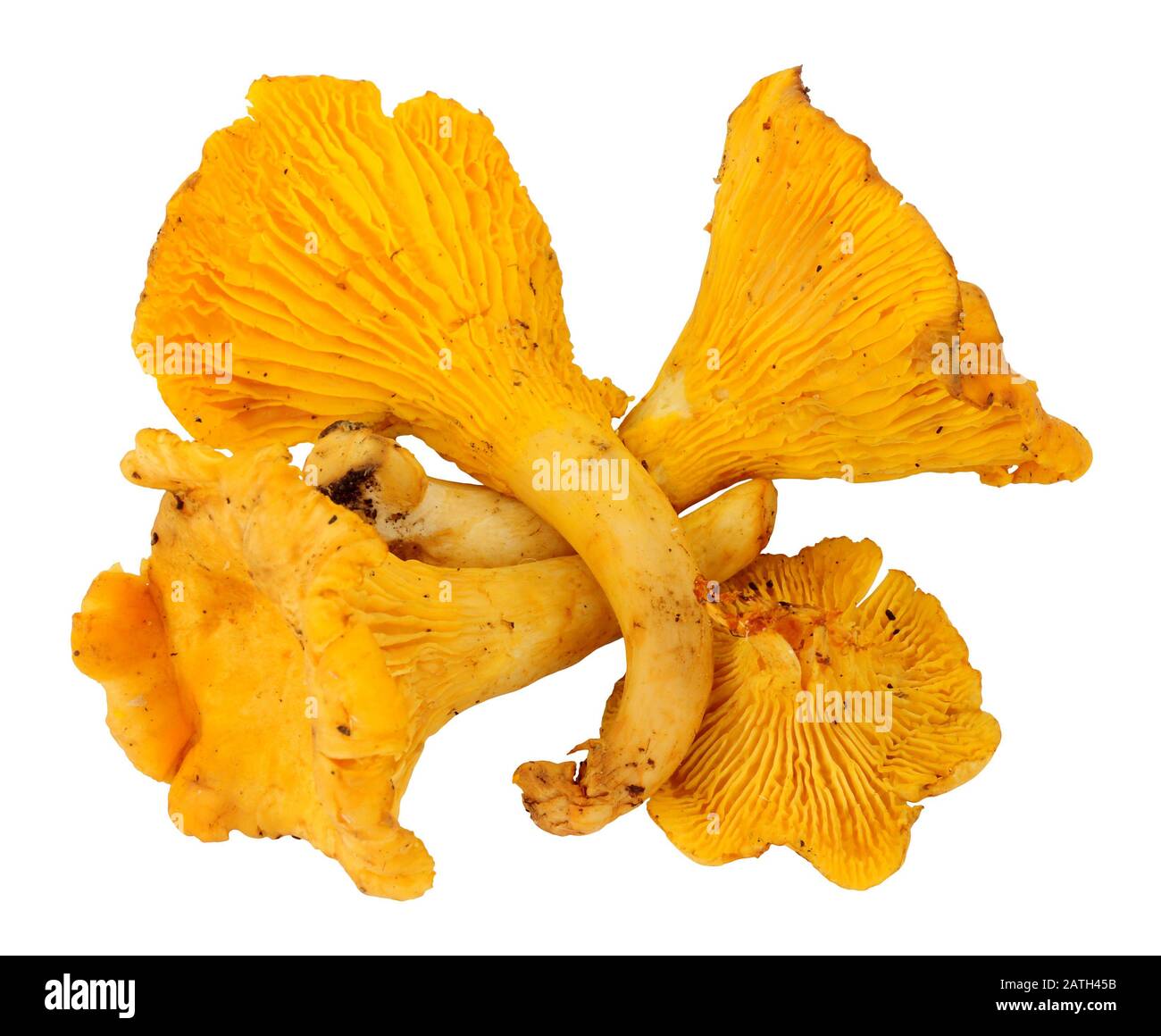 Group of fresh edible wild girolles mushrooms isolated on a white ...