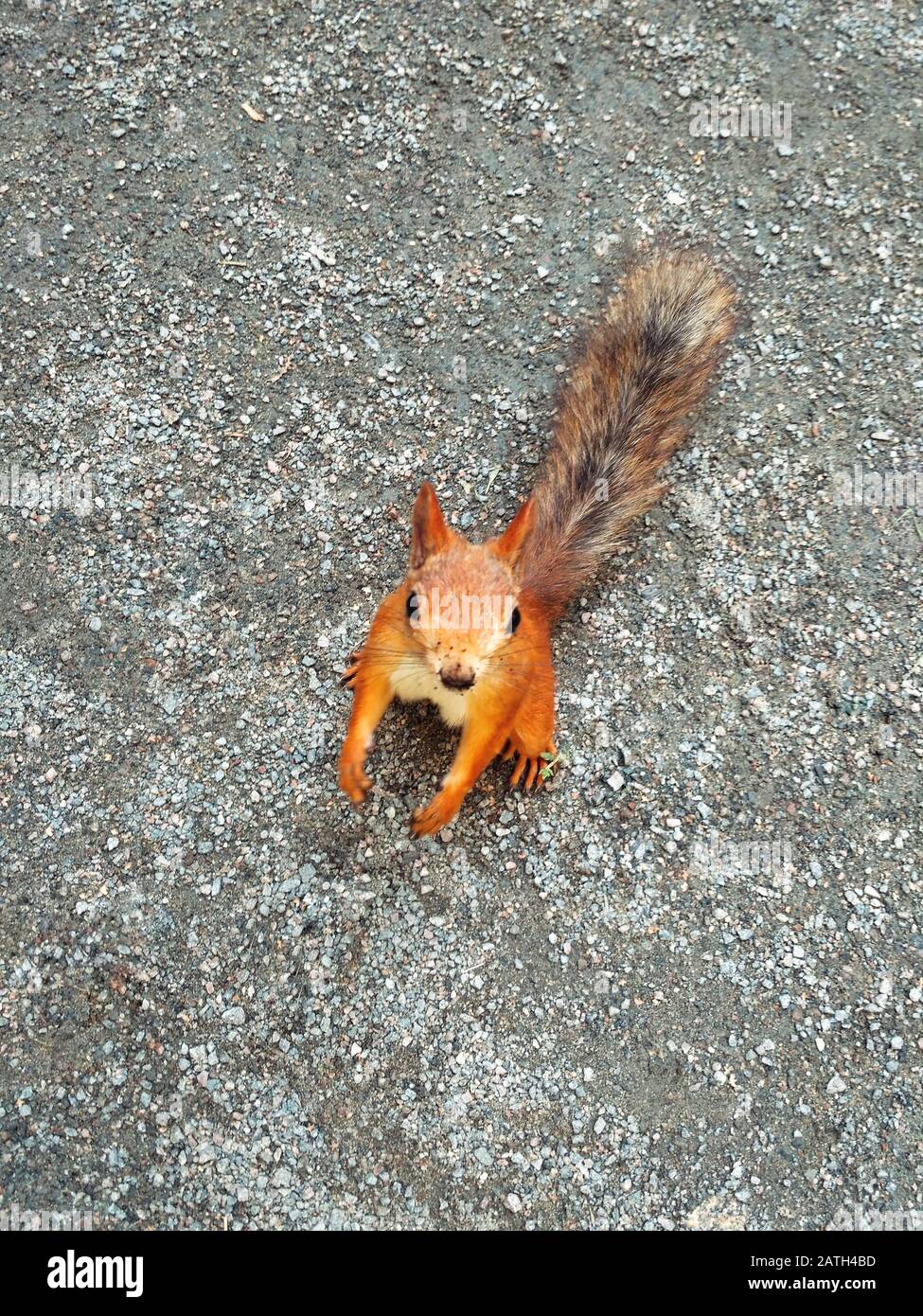 Red haired squirrel hi-res stock photography and images - Alamy
