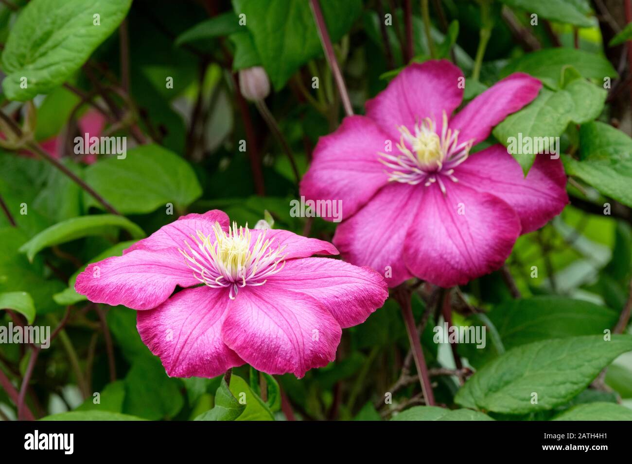 Lyon flower hi-res stock photography and images - Alamy