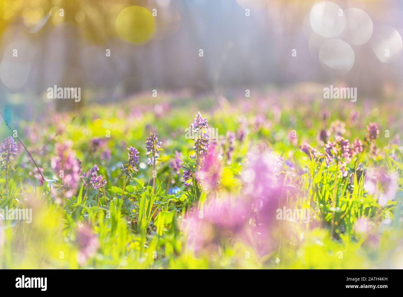 Beautiful spring flowers in the forest. Seasonal Natural background ...