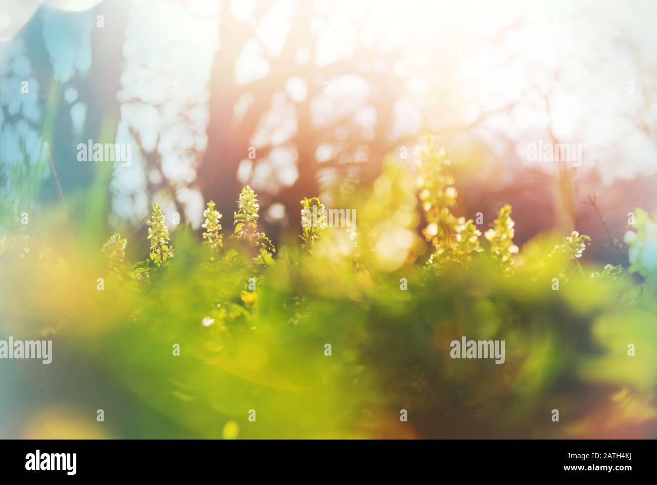 Beautiful spring flowers in the forest. Seasonal Natural background ...