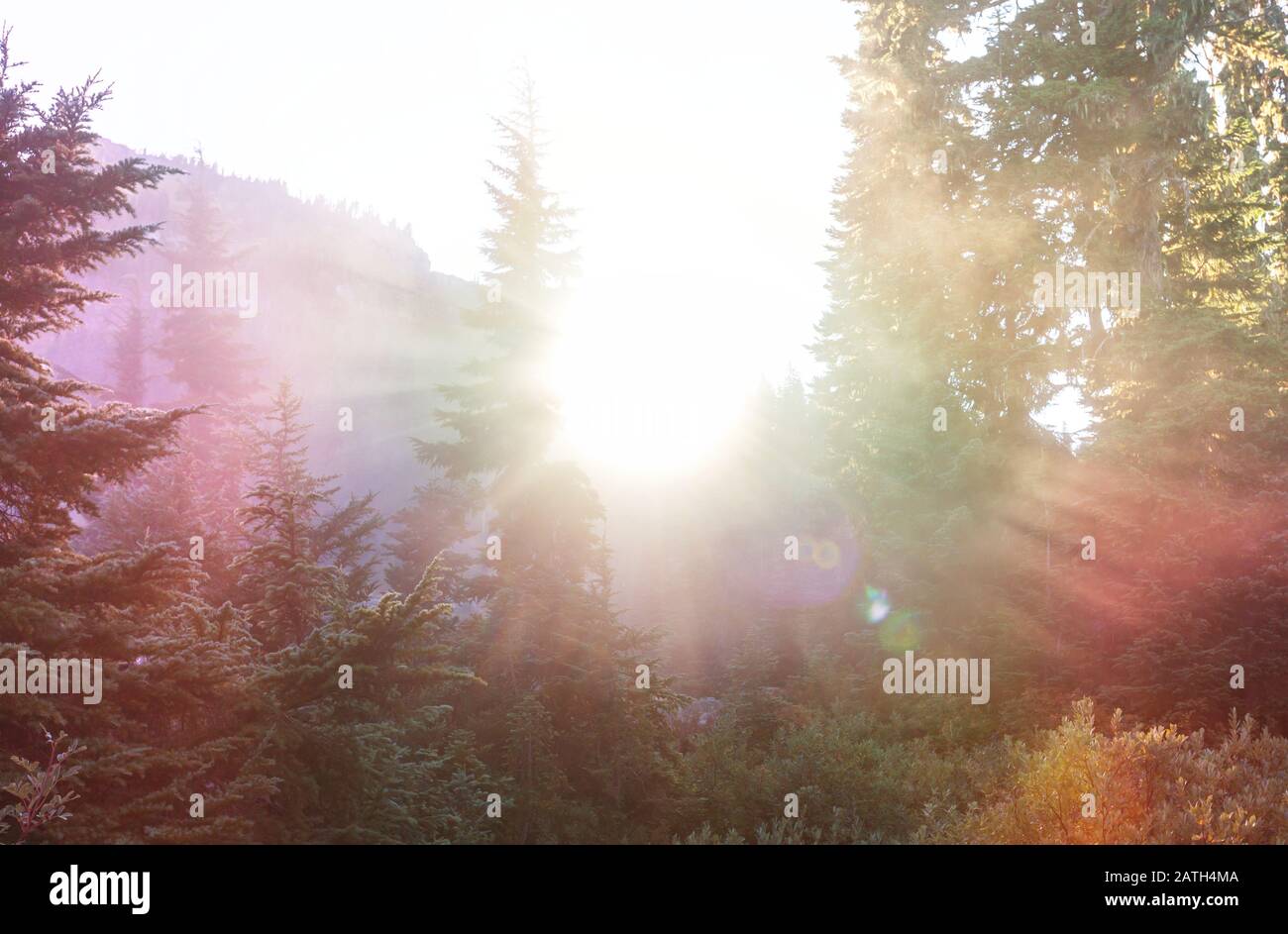 Sun beams in clear day in the green forest Stock Photo - Alamy