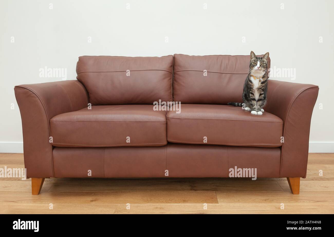 Adult tabby cat sitting on brown leather sofa against plain background ...
