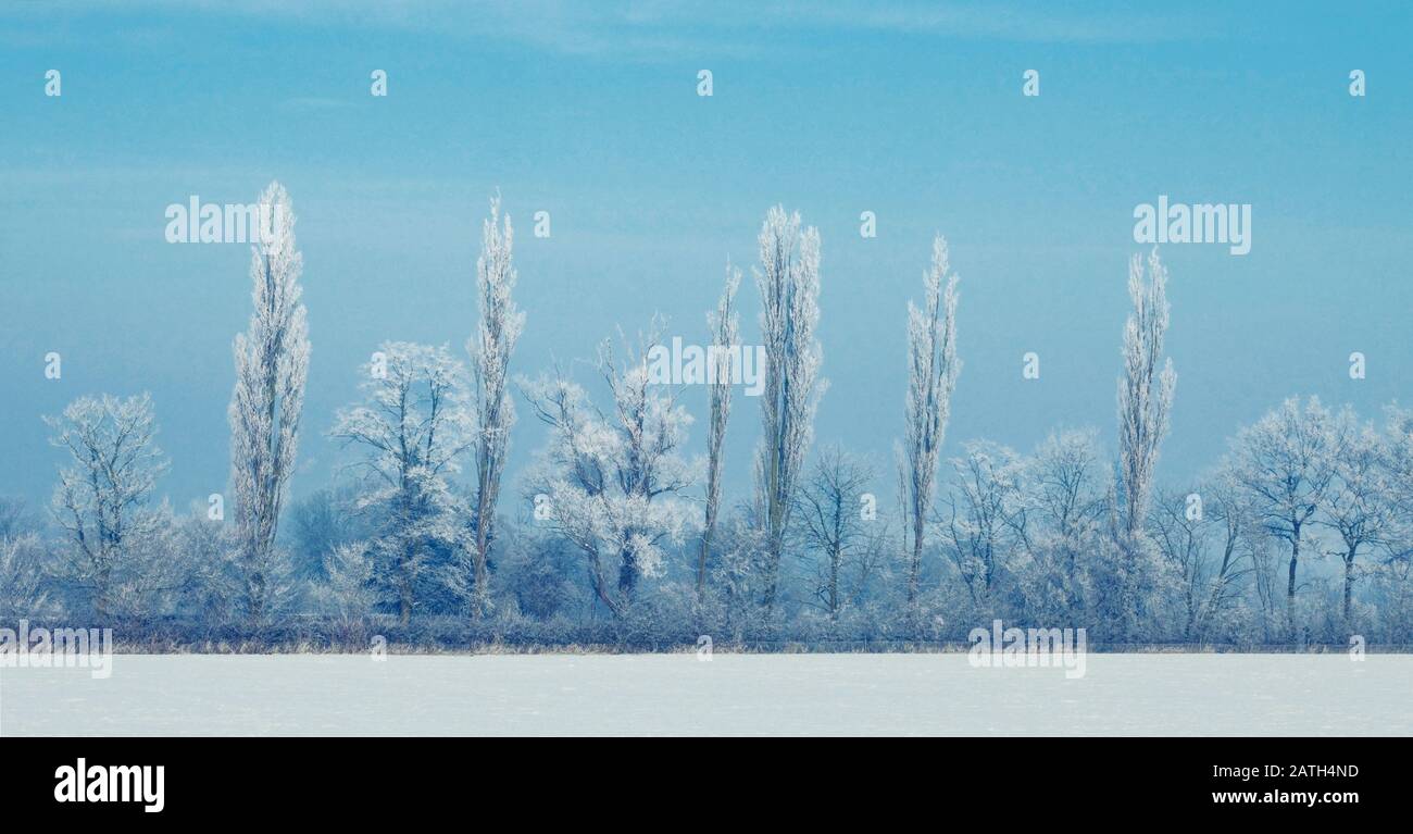 Frosted trees in field with vibrant blue sky. Much Hadham ...