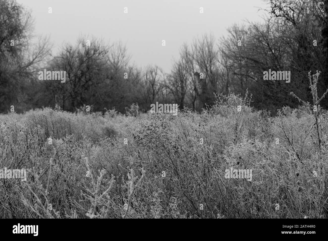 Early winter morning after an ice cold night with frozen bushes covered ...