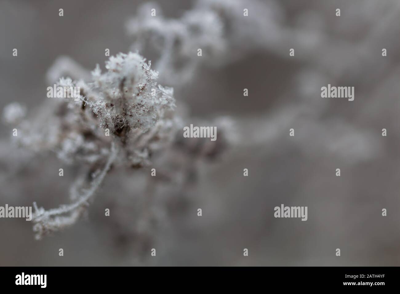 Early winter morning after an ice cold night with frozen bushes covered ...
