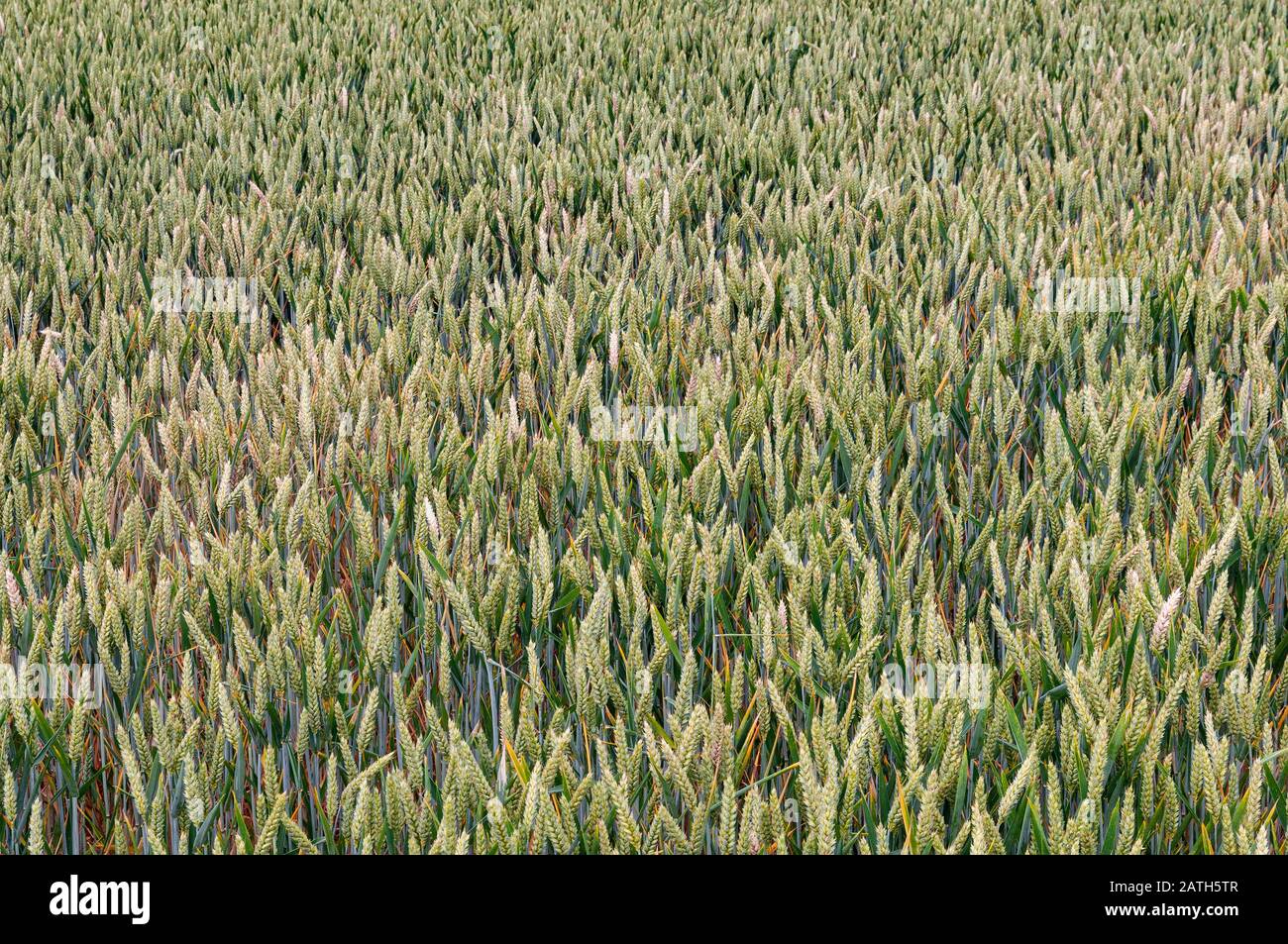 Bi ble hi-res stock photography and images - Alamy