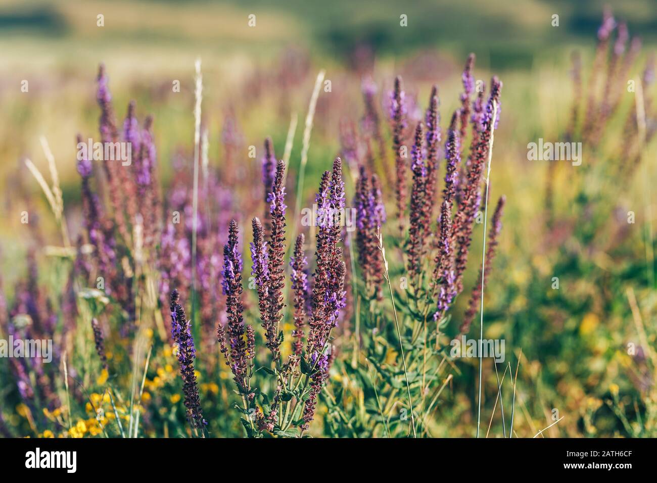 Field of clary sage Stock Photo - Alamy