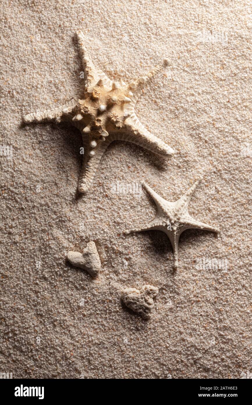Starfish shells and shells eroded and worn down to heart shape on sand ...