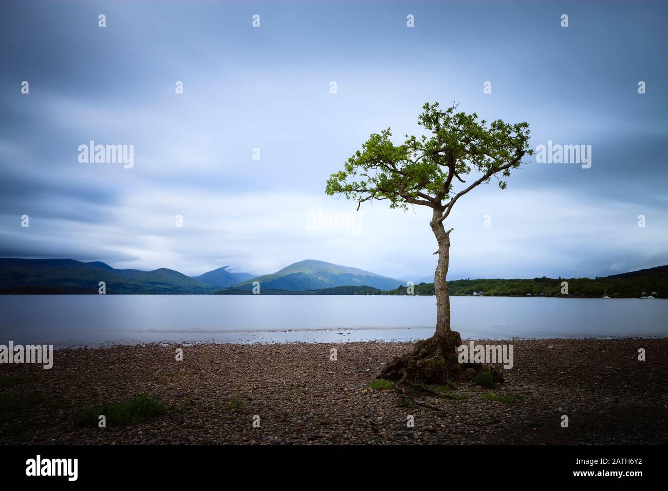 Bay Tree Uk High Resolution Stock Photography and Images - Alamy