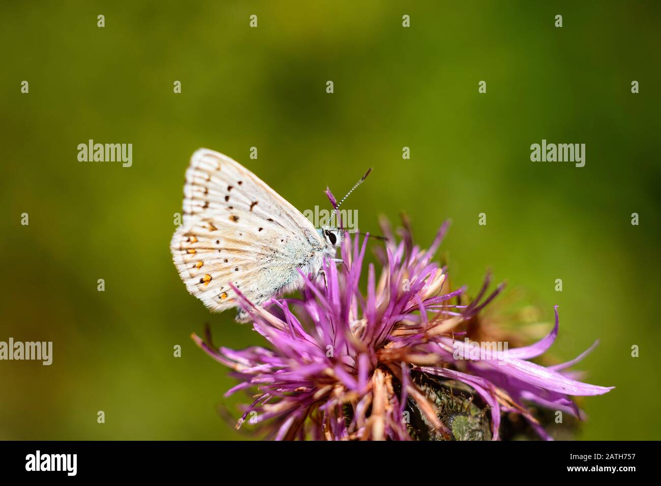 Insecte de la nature hi-res stock photography and images - Alamy