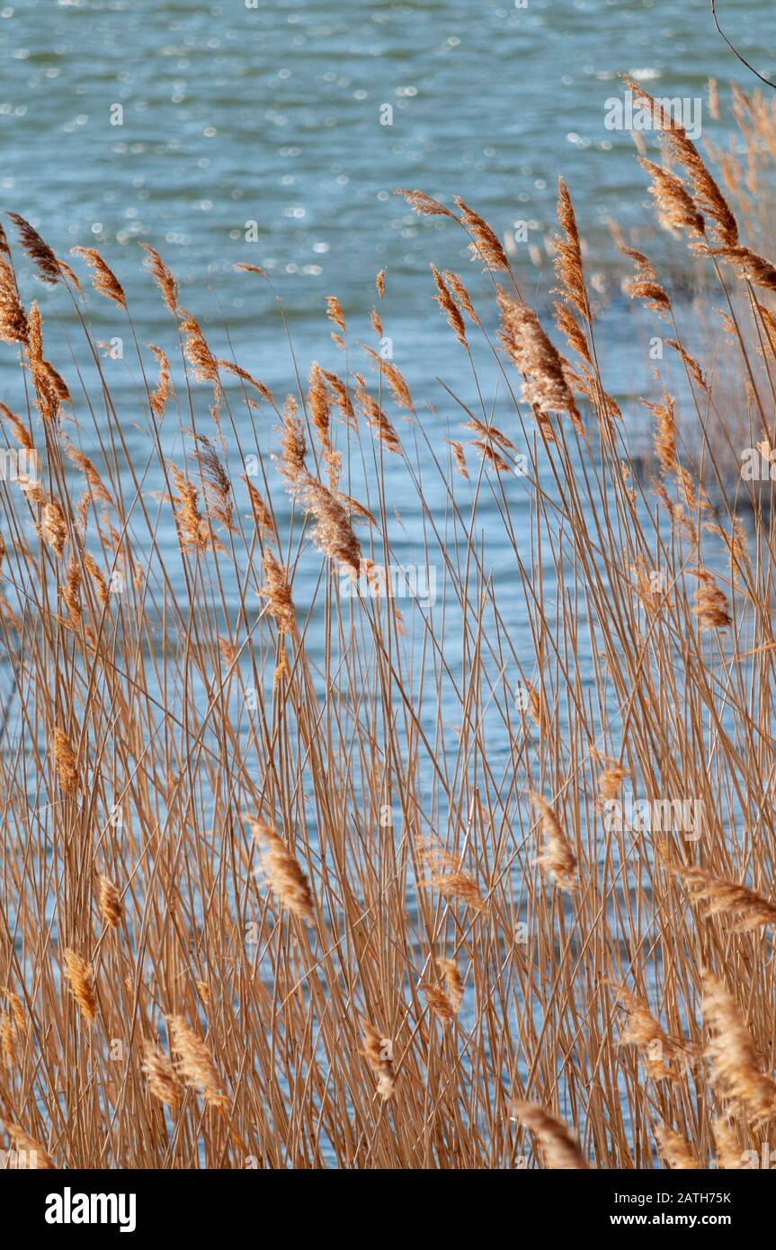 Roseaux de lac hi-res stock photography and images - Alamy