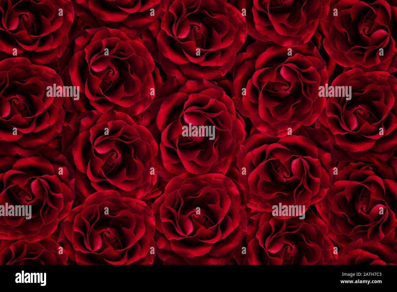 Lots of red roses hi-res stock photography and images - Alamy