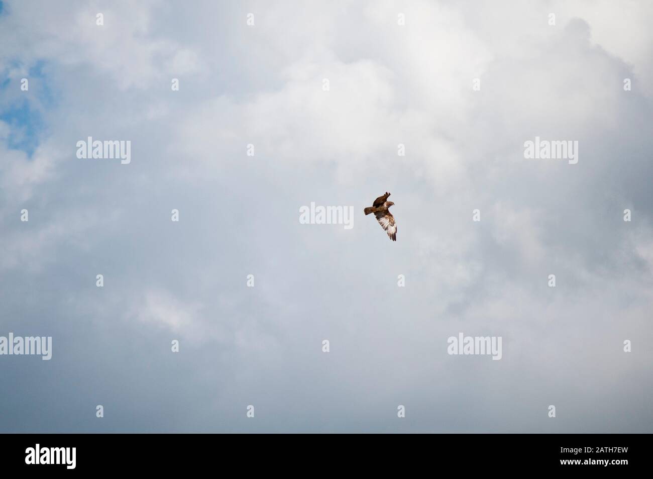 Rapace en vol hi-res stock photography and images - Alamy