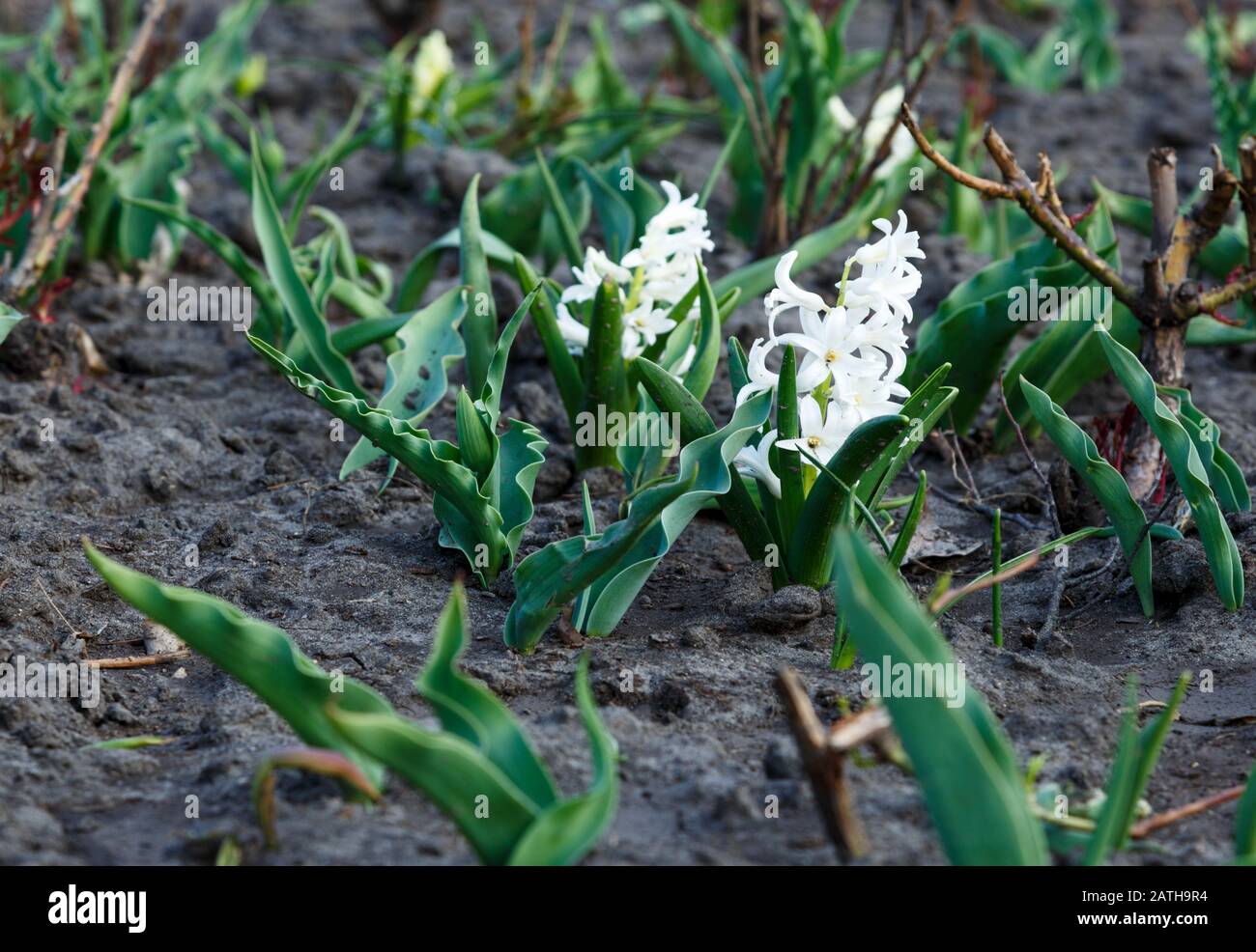 White Hyacinth or Hyacinthus, flowers in full bloom in spring garden ...