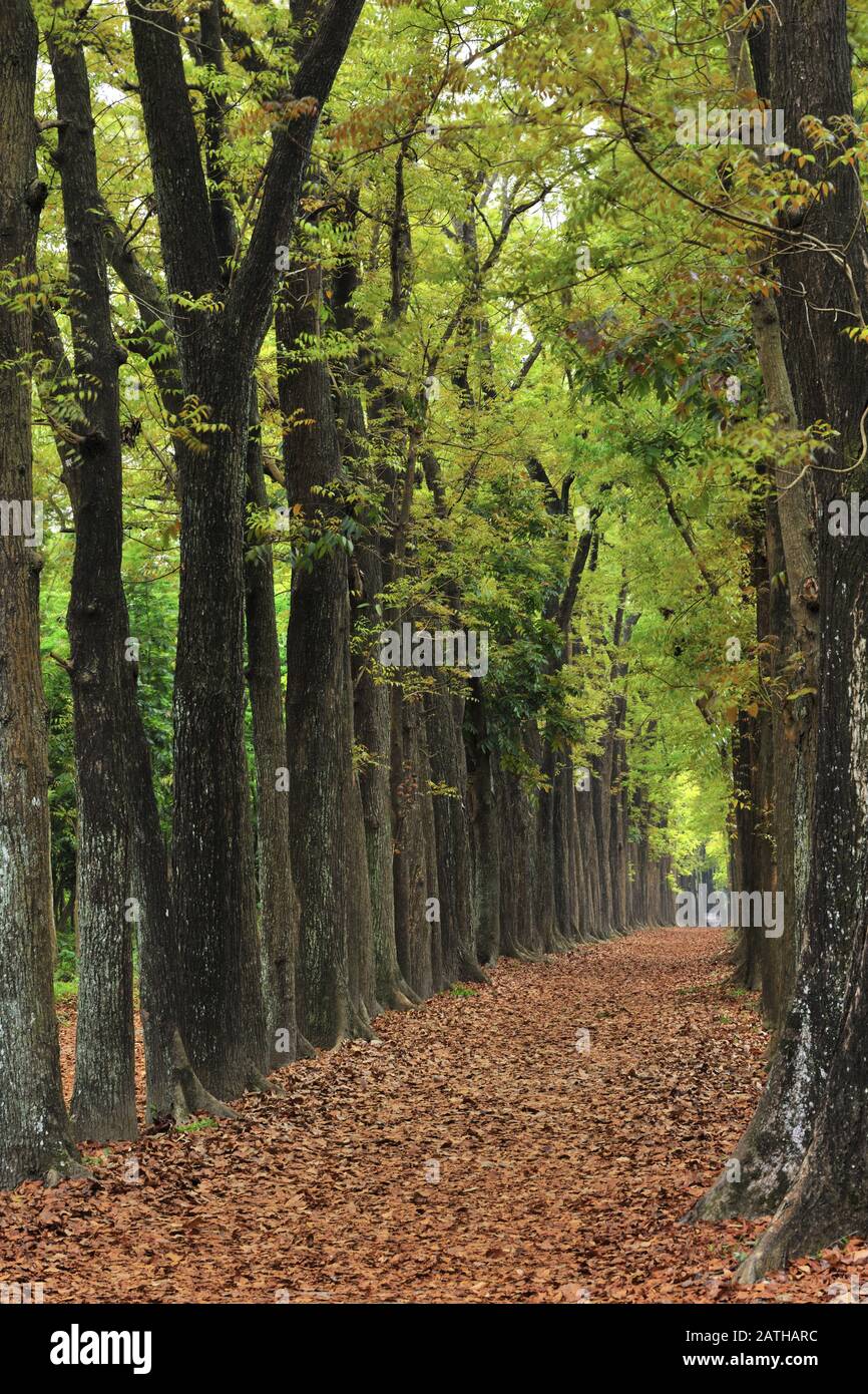 Maolin National Scenic Area Stock Photo - Alamy