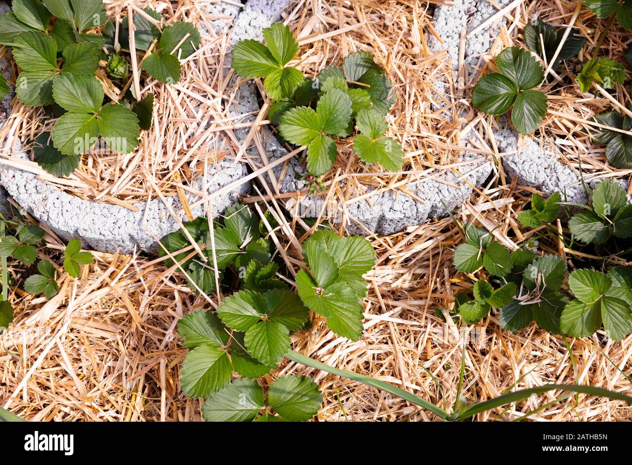 Strawberry straw plant hi-res stock photography and images - Alamy