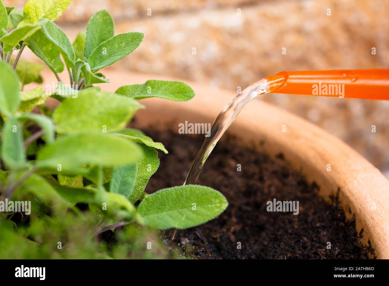 fresh herbal sage in a plant pot in the garden gets watered with a ...