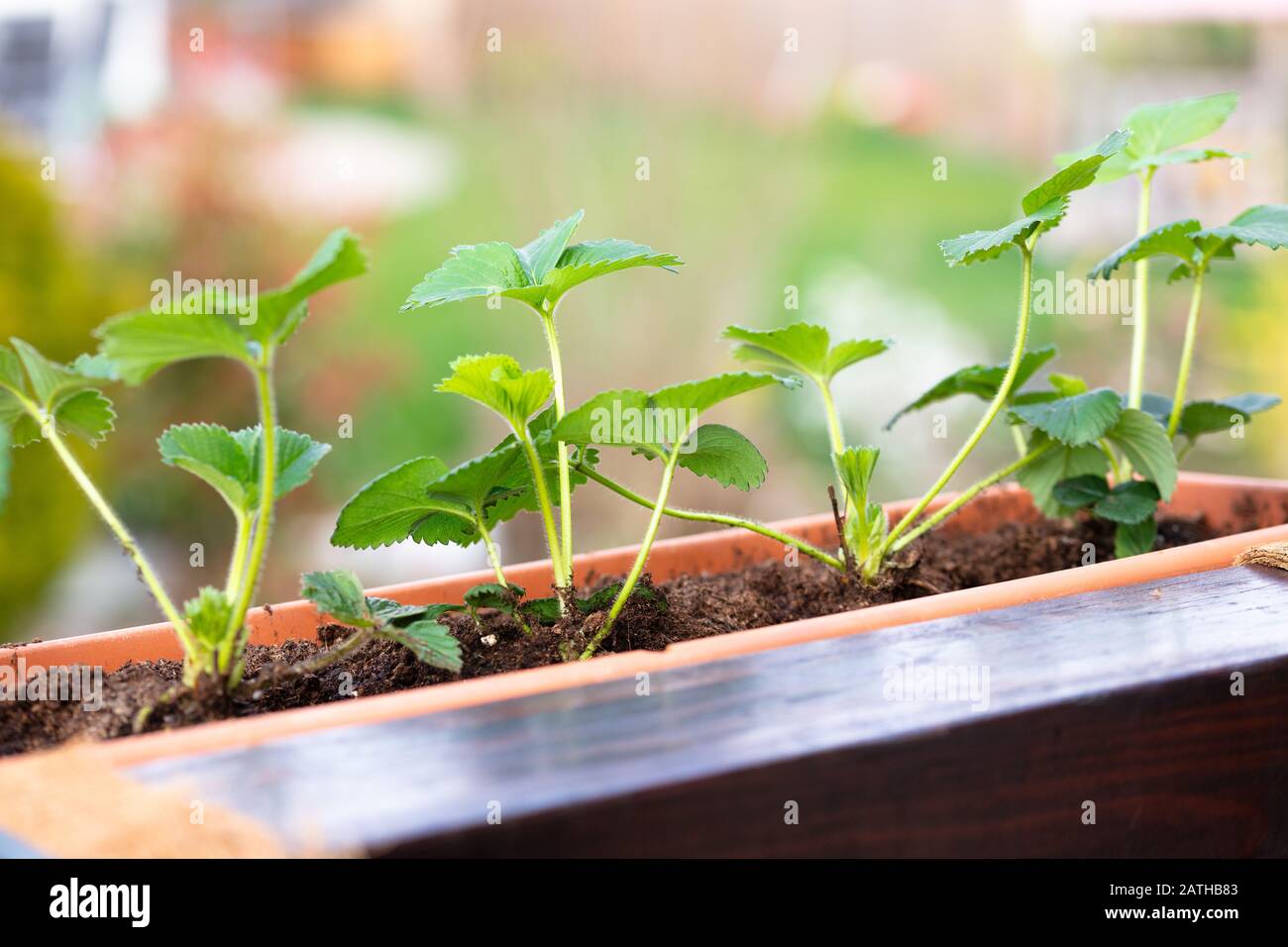 Straw railing soil hi-res stock photography and images - Alamy