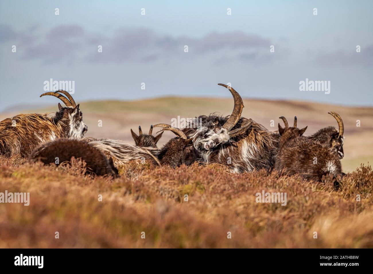 Old Scottish Goat High Resolution Stock Photography and Images - Alamy