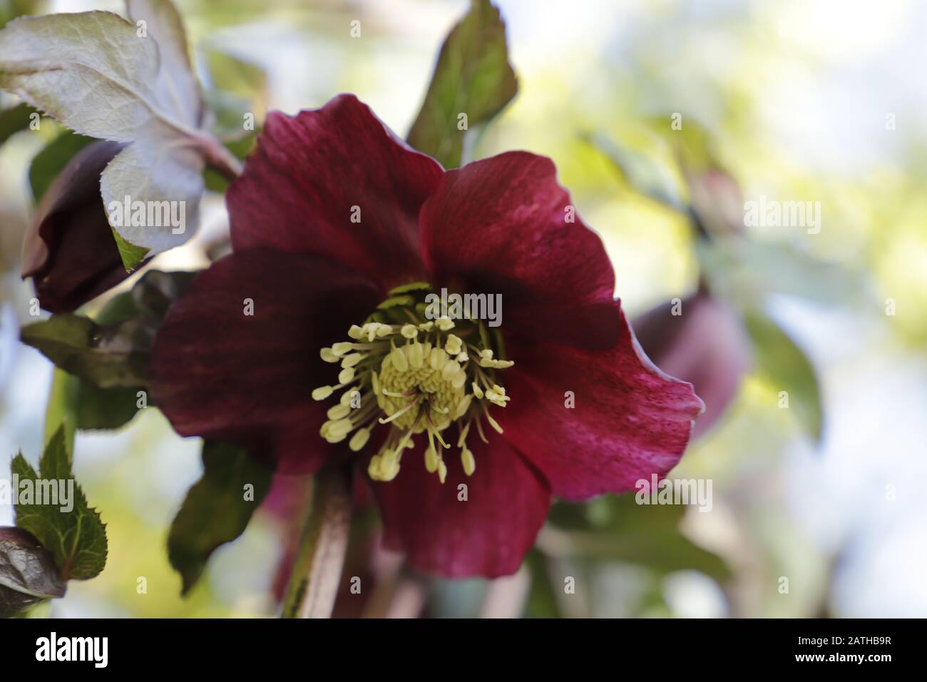 Beautiful Helleborus flowers in the spring garden Stock Photo - Alamy