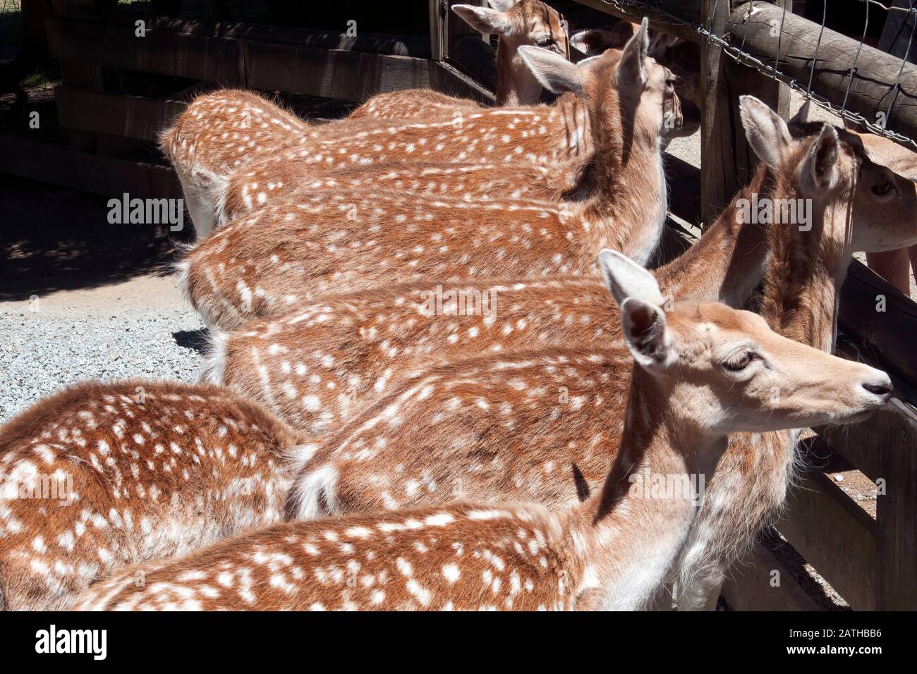 Mogo Australia, fallow deer in enclosure with wood and wire fence Stock ...