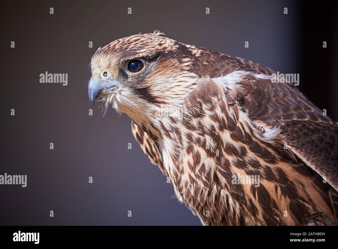 Lanner Falcon Closeup (Falco biarmicus Stock Photo - Alamy