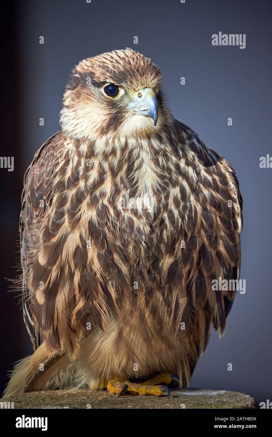 Falcon Wings High Resolution Stock Photography and Images - Alamy