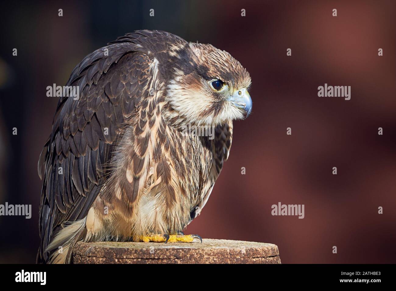 Falcon Wings High Resolution Stock Photography and Images - Alamy