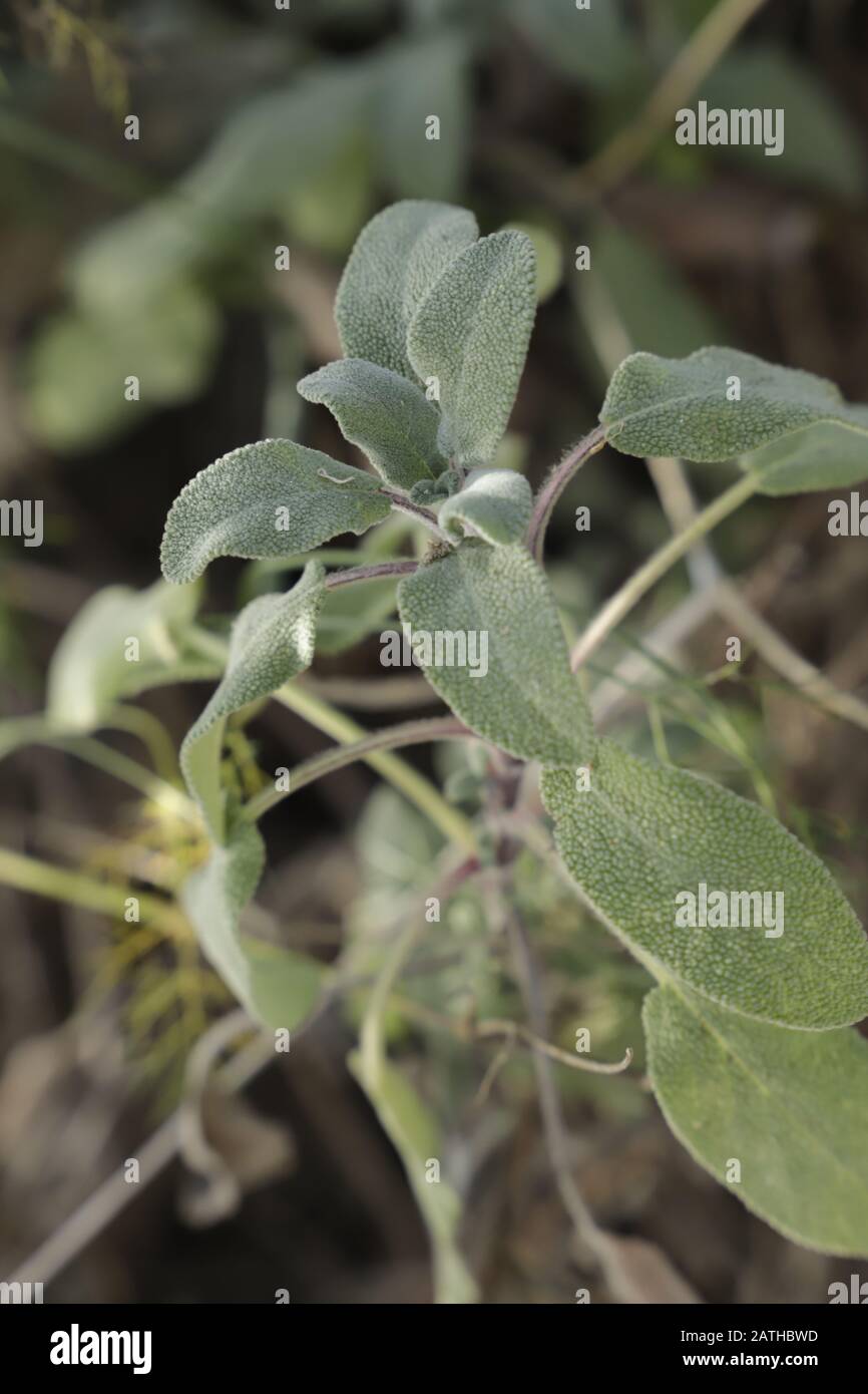 Sage or Salvia officinalis a herb used for herbal medical tea and ...