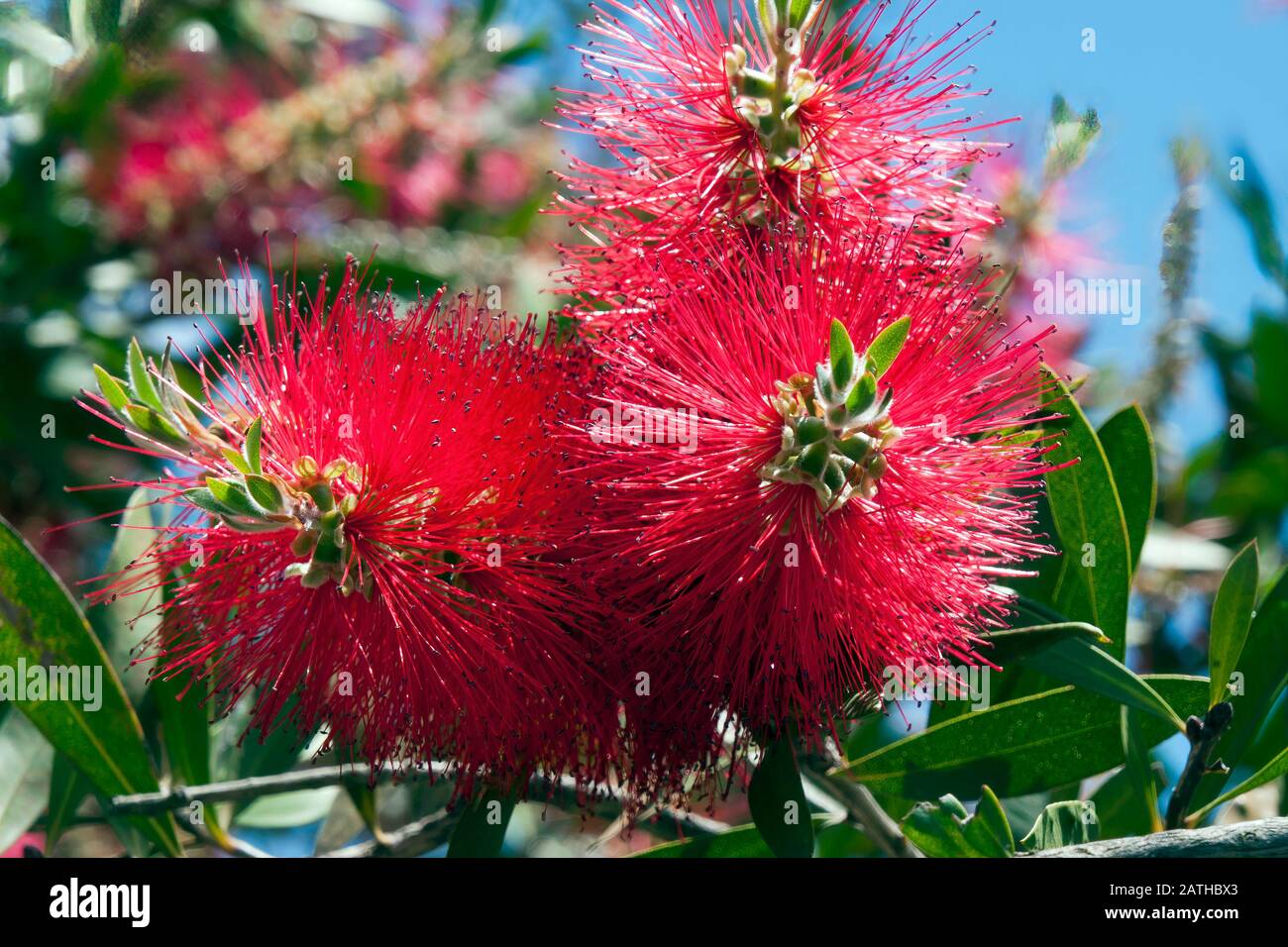 Bush landscaping australia hi-res stock photography and images - Alamy