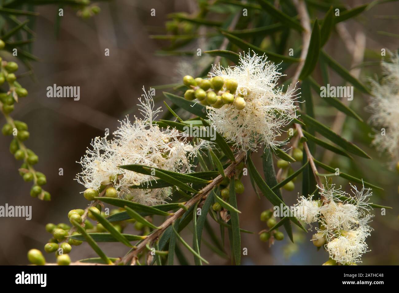 Mogo Australia, pale yellow flowers and buds of an unidentified ...