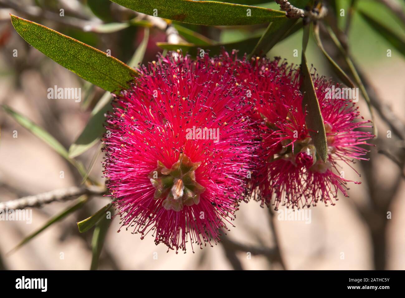 Mogo Australia, pink flowers of a callistemon tree an australian native ...