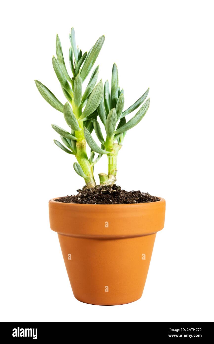 Miniature potted succulent Senecio serpens or blue chalksticks isolated ...