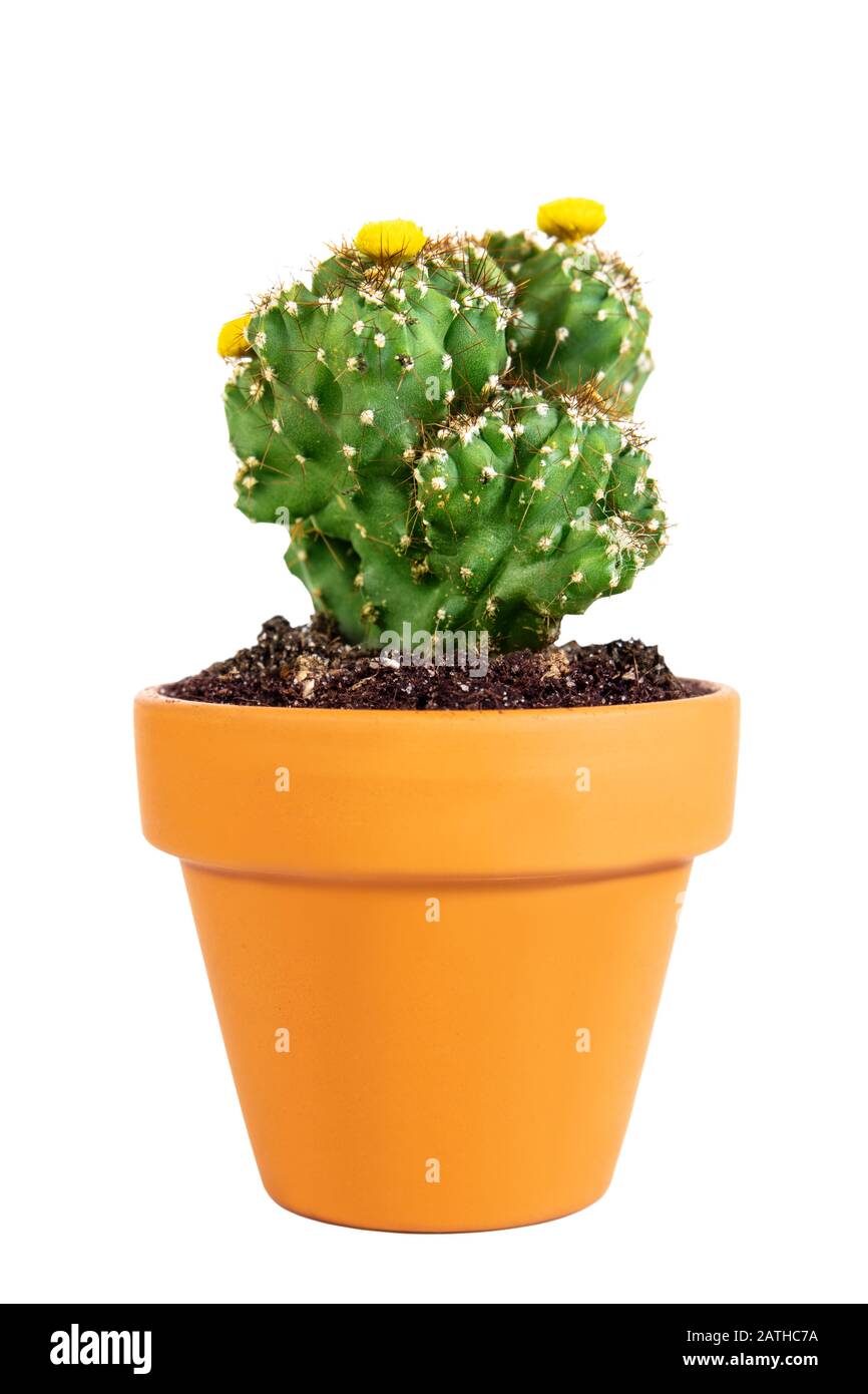 Cereus peruvianus monstrosus hi-res stock photography and images - Alamy