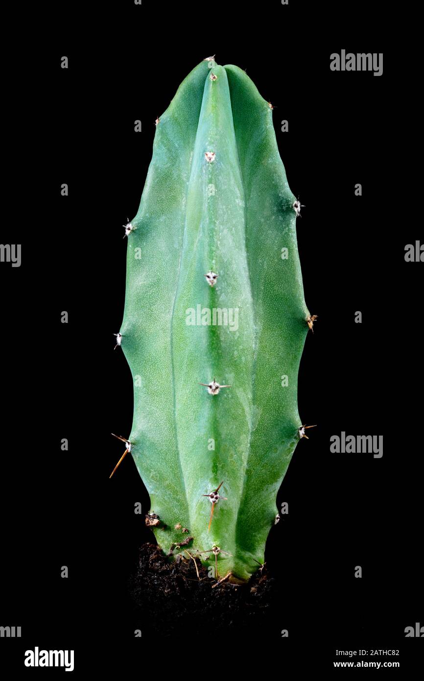 Cactus Myrtillocactus geometrizans or bilberry cactus in front of black ...