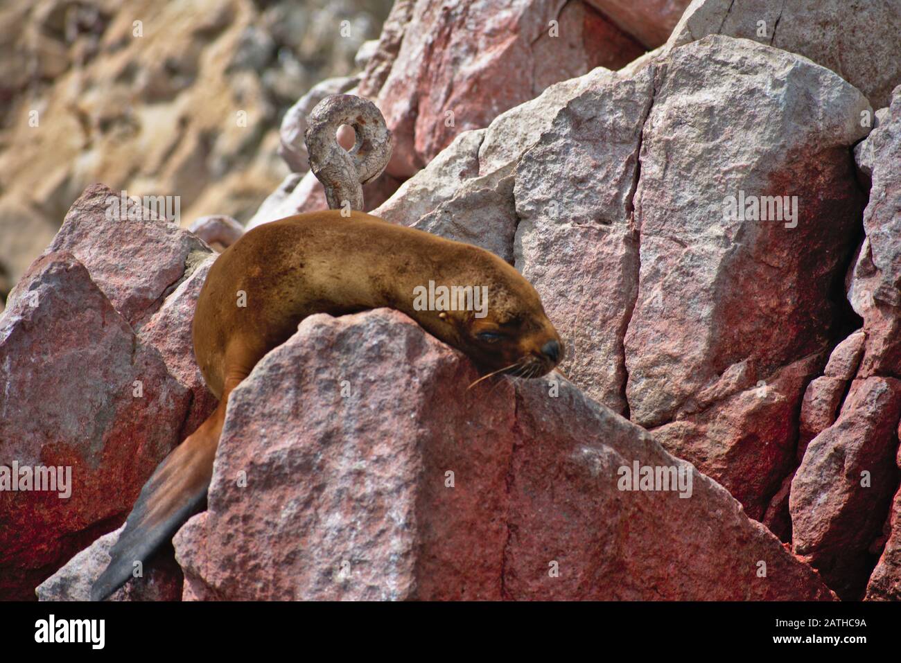 sea lion face laying on a rocky cliff in Islas Ballestas Paracas Stock ...