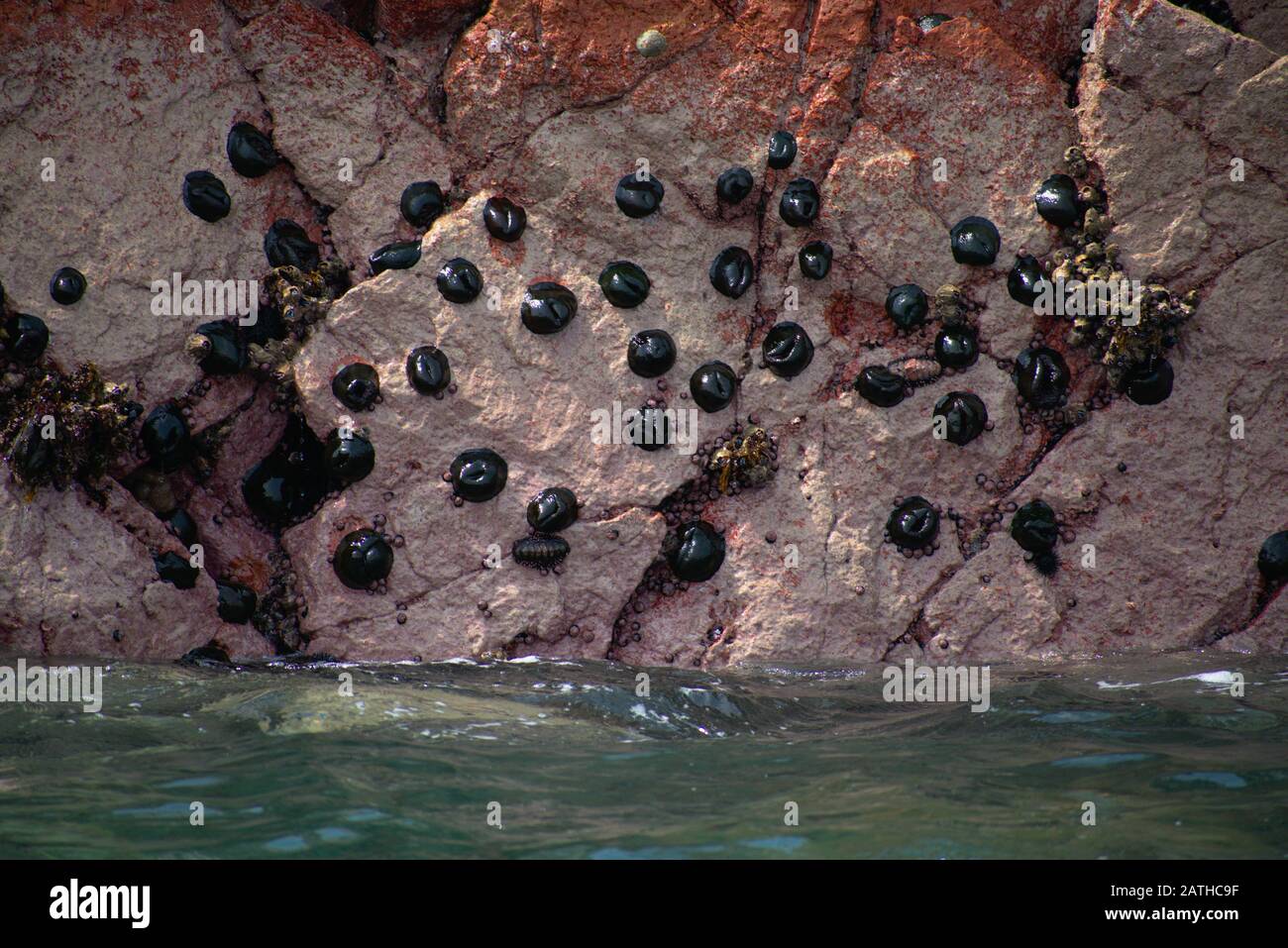 Sea creatures attached to rocks on Las Islas Ballestas in Paracas Stock ...