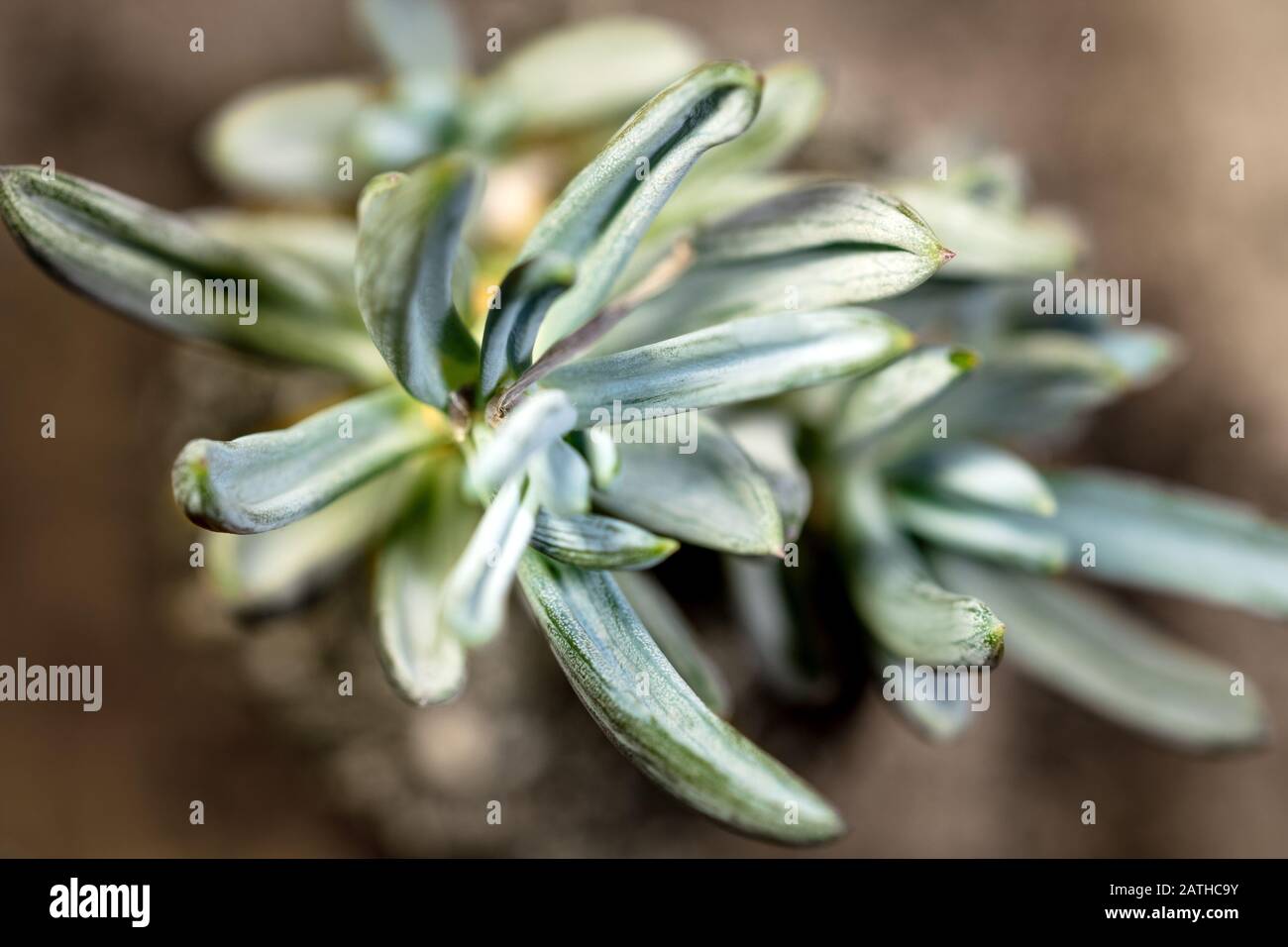 Blue chalksticks senecio serpens hi-res stock photography and images ...
