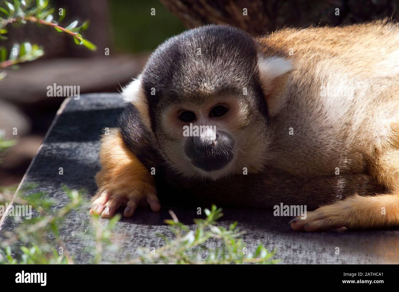 Mogo zoo hi-res stock photography and images - Alamy
