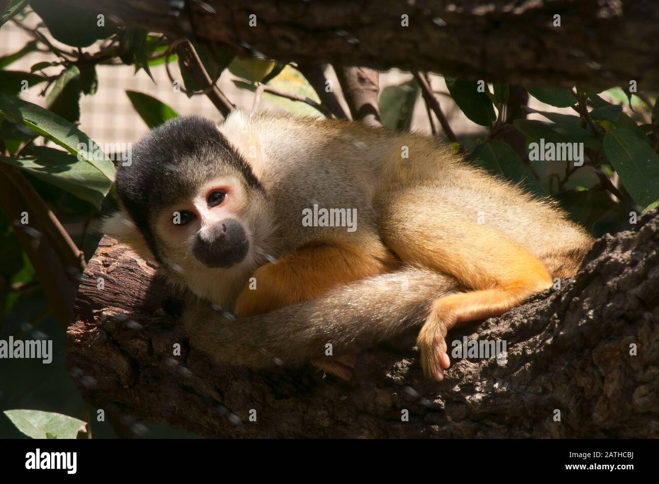 Mogo Australia, squirrel monkey curled up in in tree branch Stock Photo ...