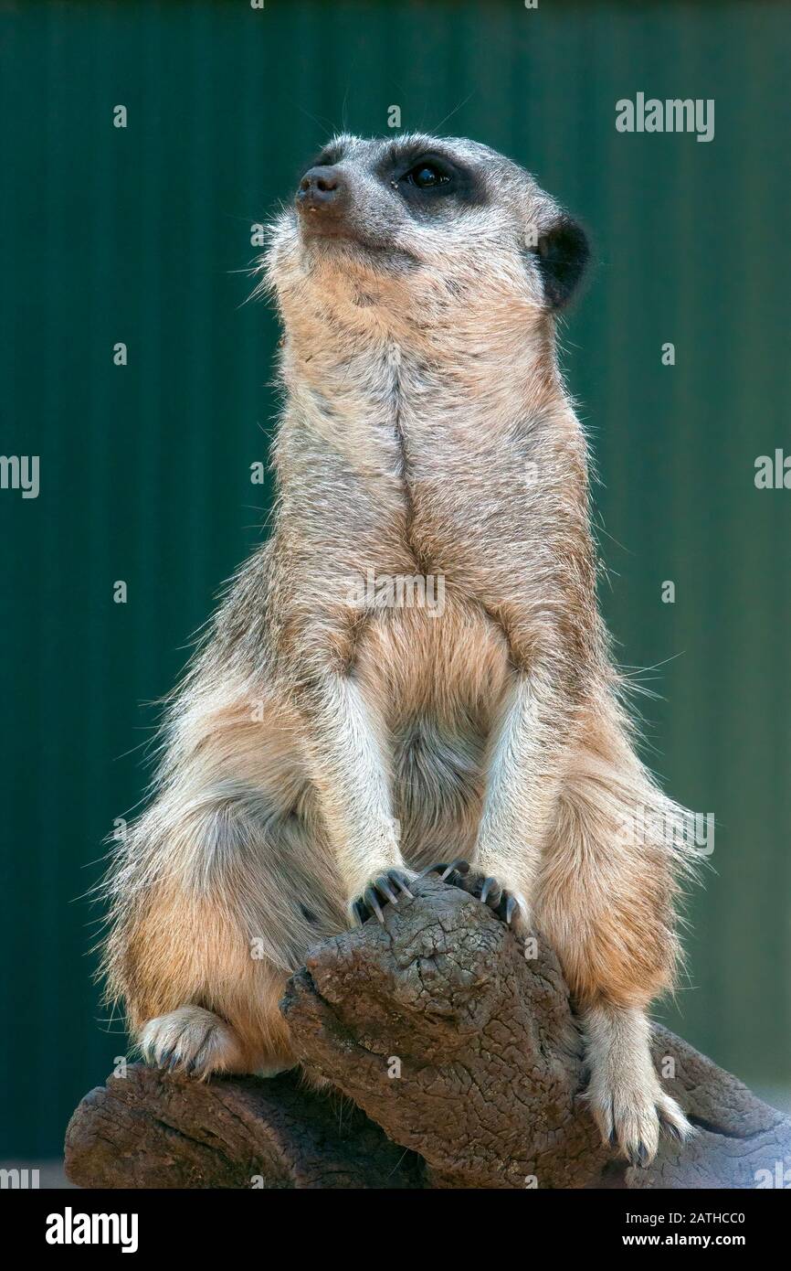 Relaxed meerkat hi-res stock photography and images - Alamy