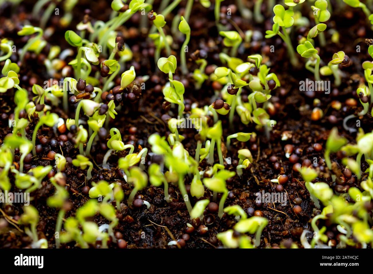 Chicory seed hi-res stock photography and images - Alamy